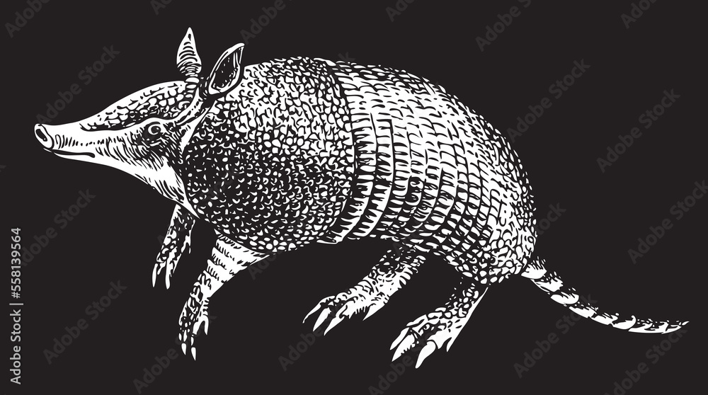 vector realistic drawing sketch wild animal armadillo Stock Vector ...