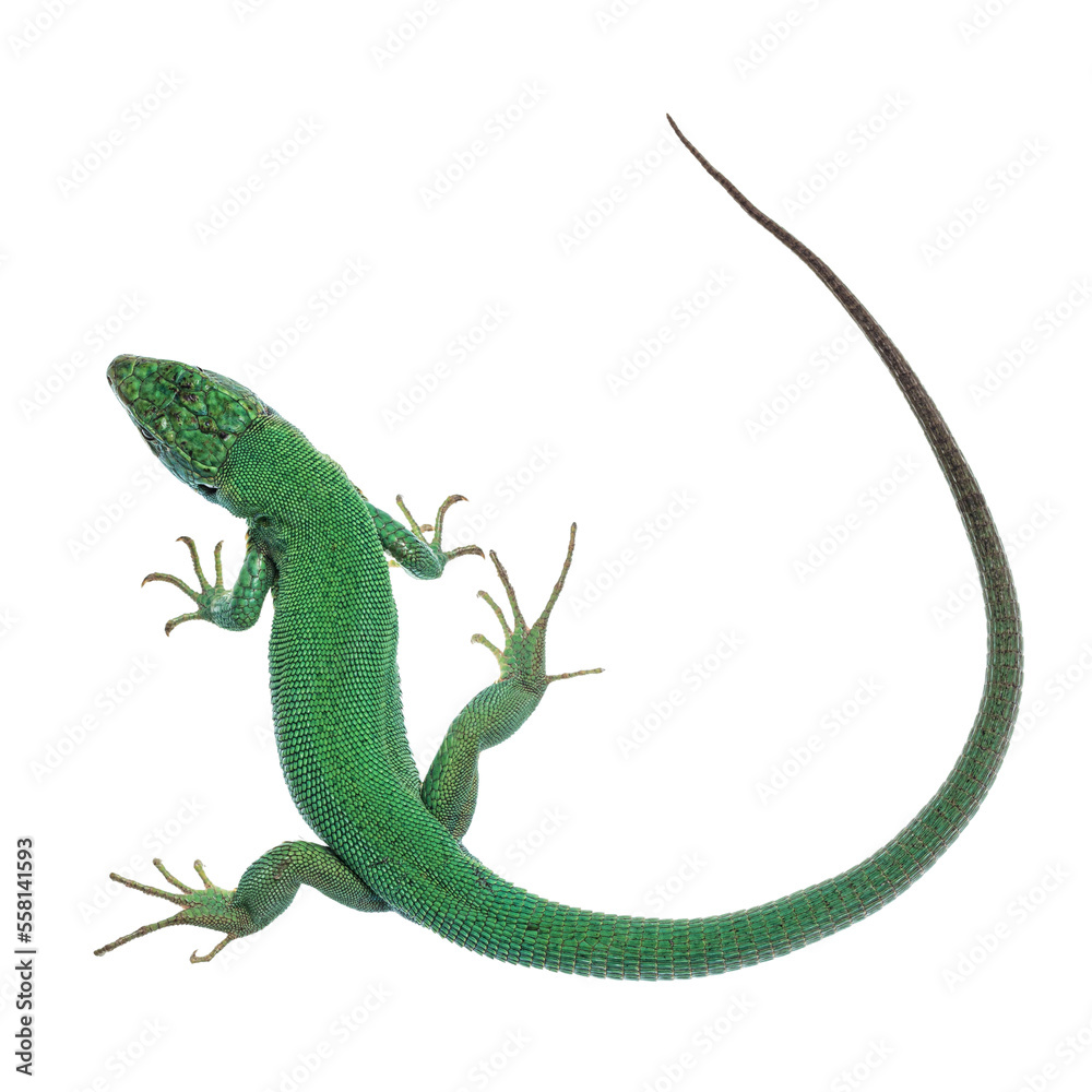Top view of Western Green Lizard aka Lacerta bilineata. Isolated on ...