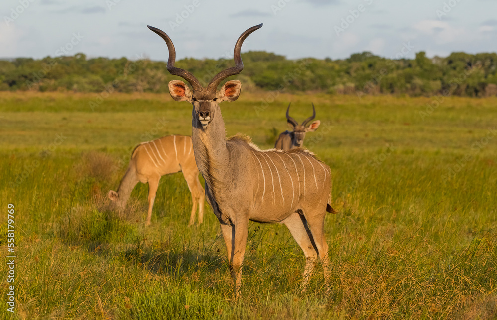 Kudus is two species of antelope of the genus Tragelaphus: Small kudu ...