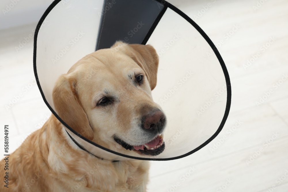 Are Labrador Retrievers Protective