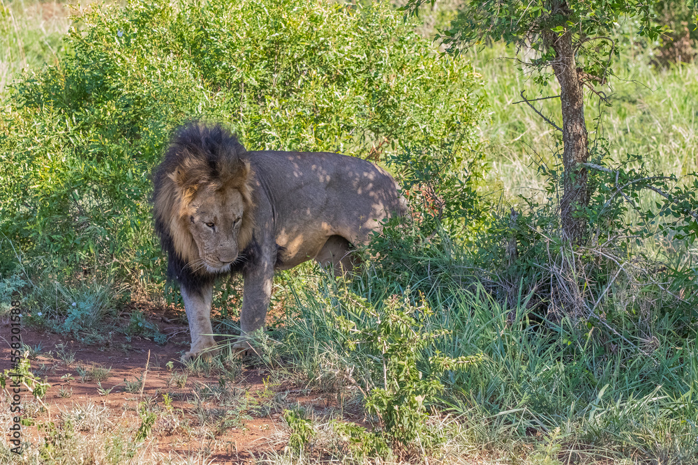 The lions (Panthera leo) are one of the most important parts of African ...