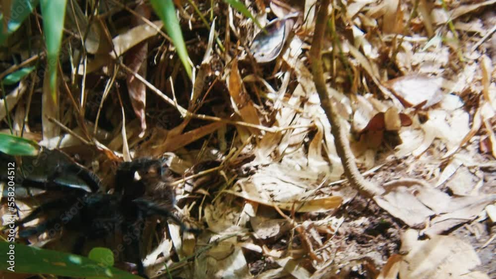 Hikers and Tarantula spider. Couple hiking in the tropical forest and ...