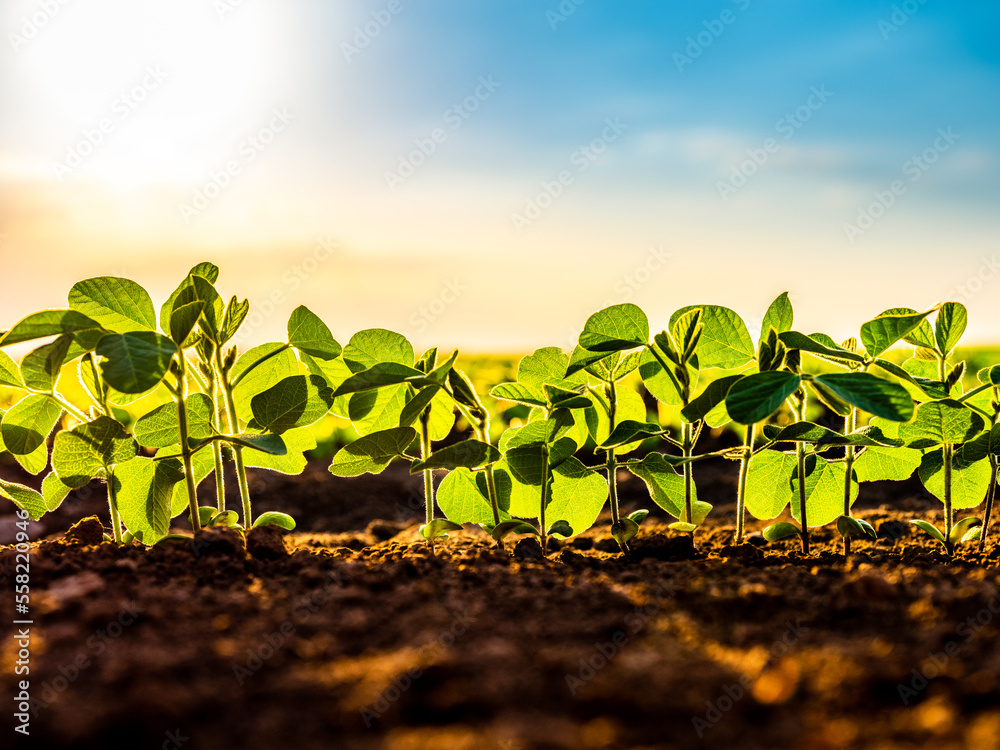 Photo & Art Print Up close view of green soybean plants showing the ...