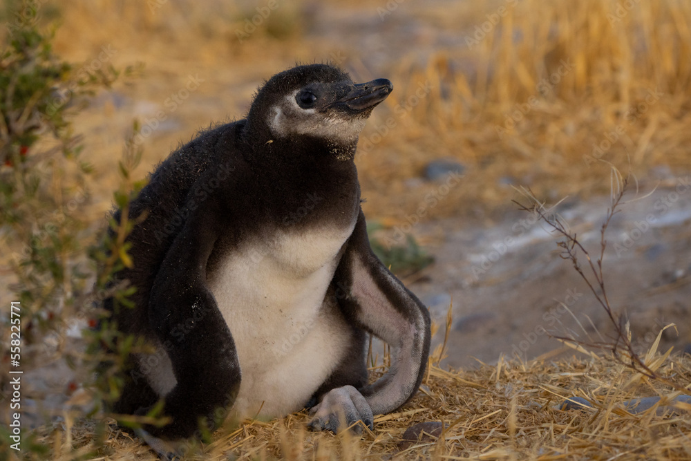 Pingüino de Magallanes - pichón de cuerpo entero. Stock Photo | Adobe Stock