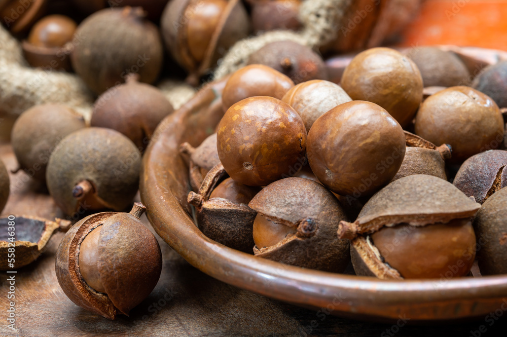 New harvest of ripe fresh Australian macadamia nuts in shell with ...