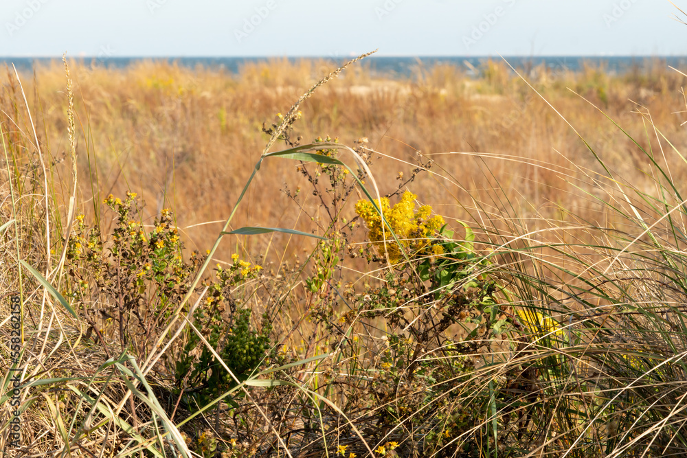 A Golden Rod in bloom with bright yellow flowers, this variety of grass ...