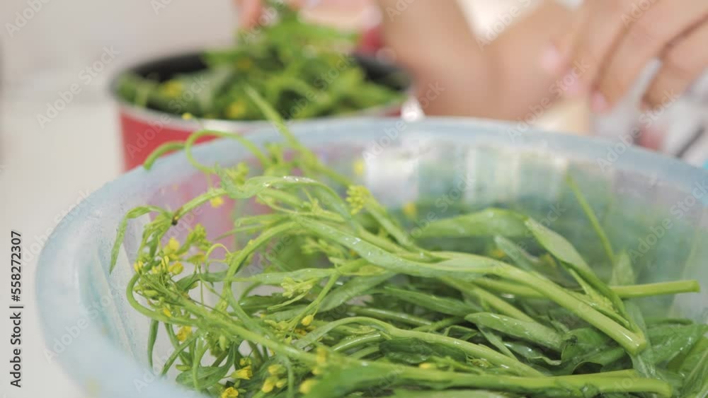 Picking flowering white cabbage, choy sum seed or Brassica Chinensis ...