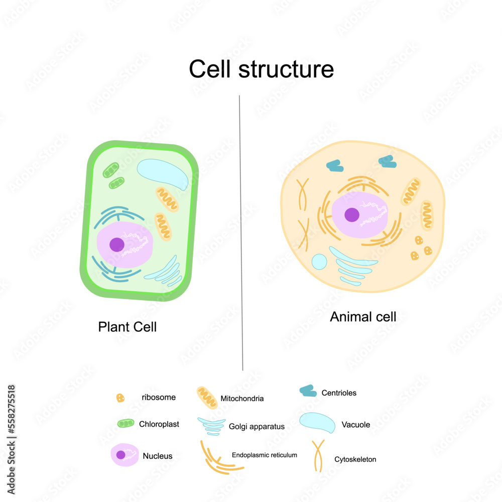 The cellular structural and important organelle in the cell : Plant and ...
