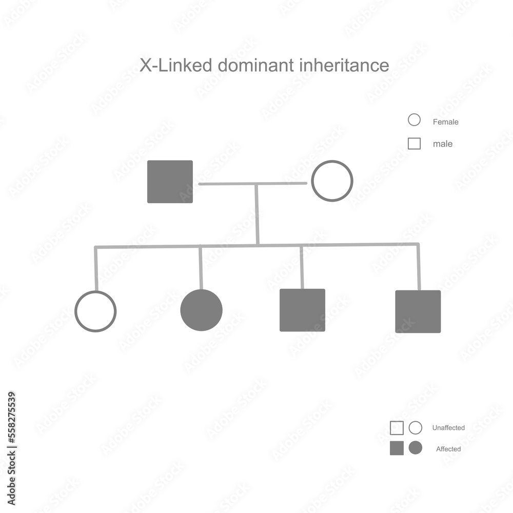 The diagram pattern of x-Linked dominant inheritance that represents in ...