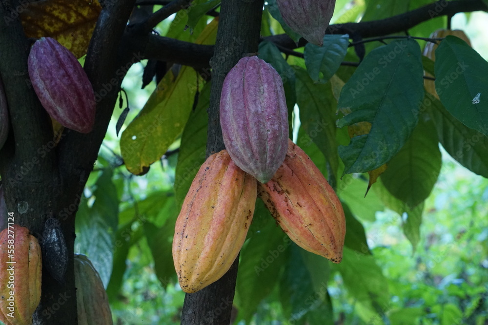 The cacao tree is a plant that can grow and grow well in tropical ...