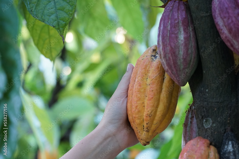 hand picking cocoa at the tree cocoa fruit on hand There are three main ...