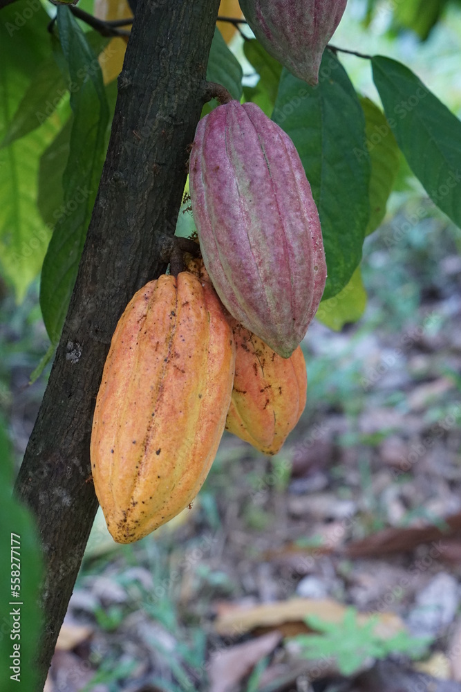The cacao tree is a plant that can grow and grow well in tropical ...