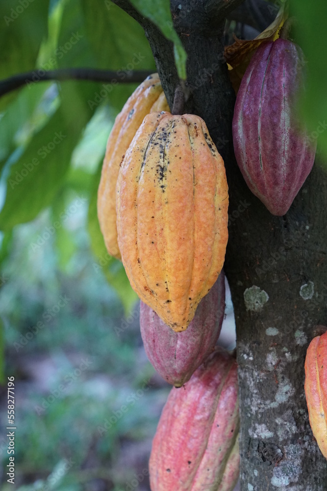 The cacao tree is a plant that can grow and grow well in tropical ...