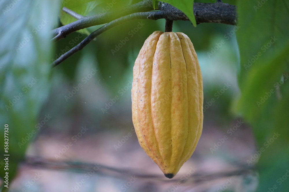 The cacao tree is a plant that can grow and grow well in tropical ...