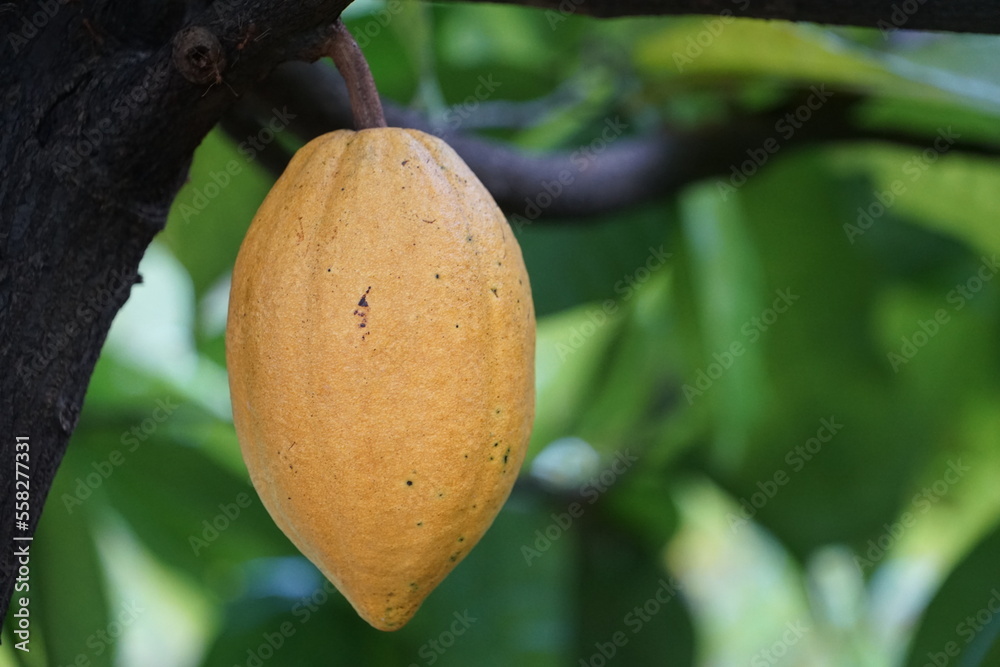 The cacao tree is a plant that can grow and grow well in tropical ...