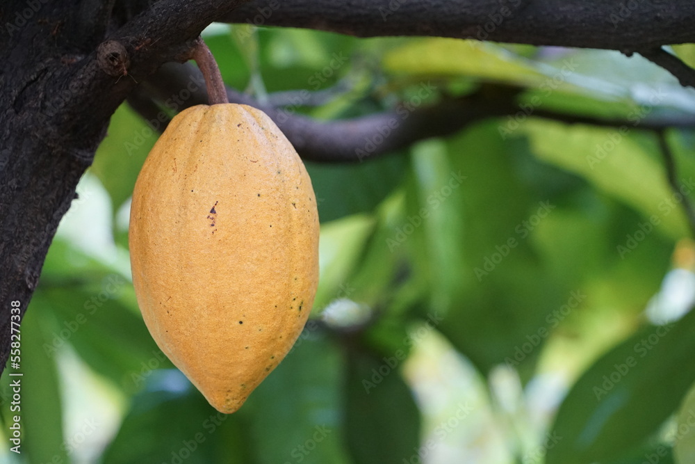 The cacao tree is a plant that can grow and grow well in tropical ...