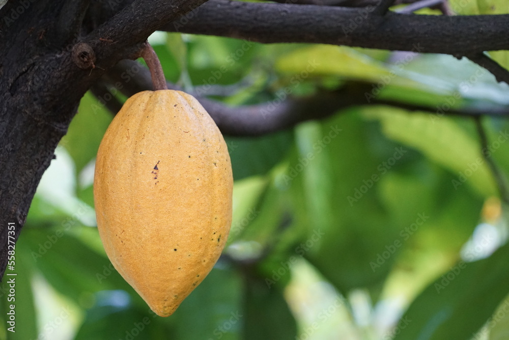 The cacao tree is a plant that can grow and grow well in tropical ...