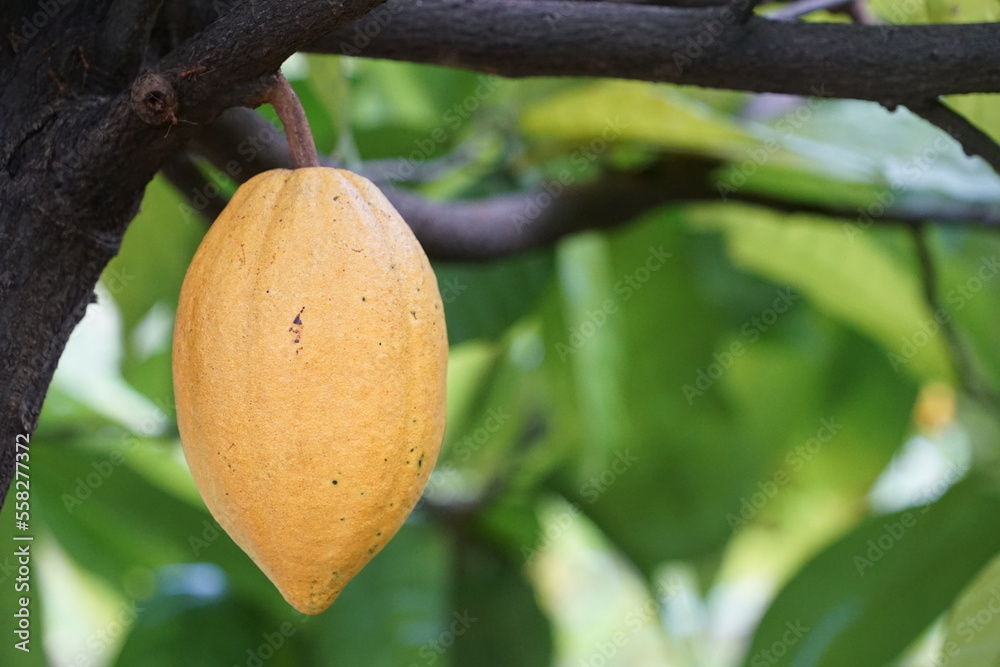 The cacao tree is a plant that can grow and grow well in tropical ...
