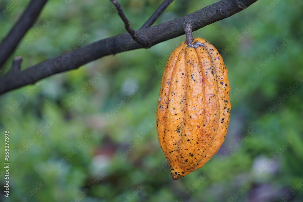 The cacao tree is a plant that can grow and grow well in tropical ...