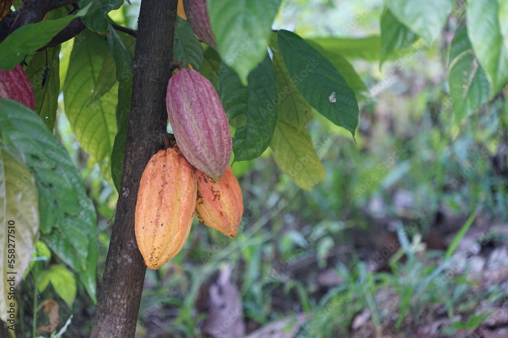 The cacao tree is a plant that can grow and grow well in tropical ...