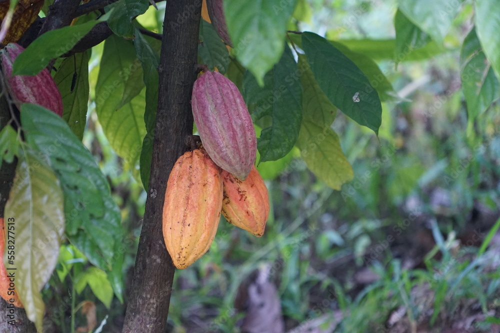The cacao tree is a plant that can grow and grow well in tropical ...