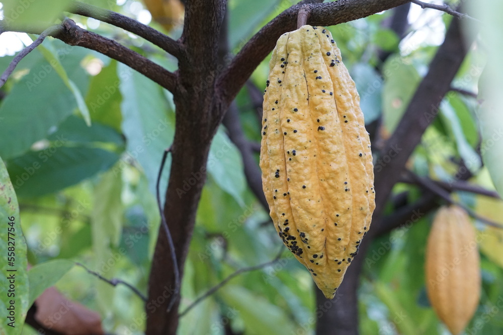 The cacao tree is a plant that can grow and grow well in tropical ...