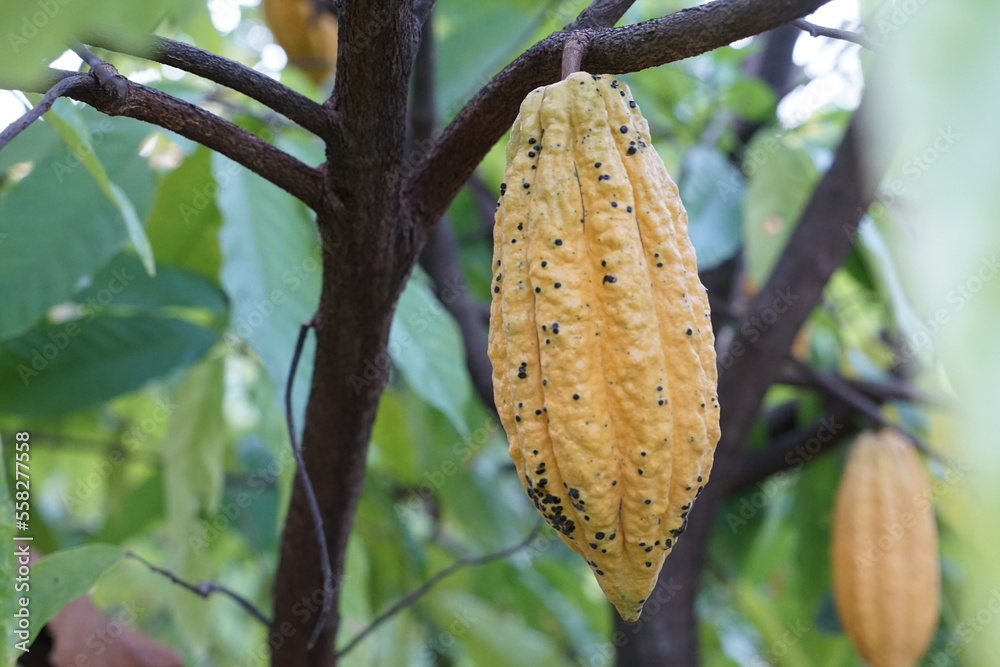 The cacao tree is a plant that can grow and grow well in tropical ...