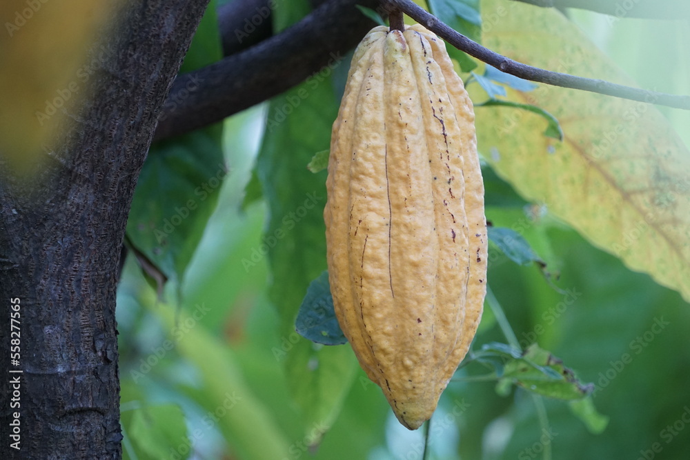 The cacao tree is a plant that can grow and grow well in tropical ...
