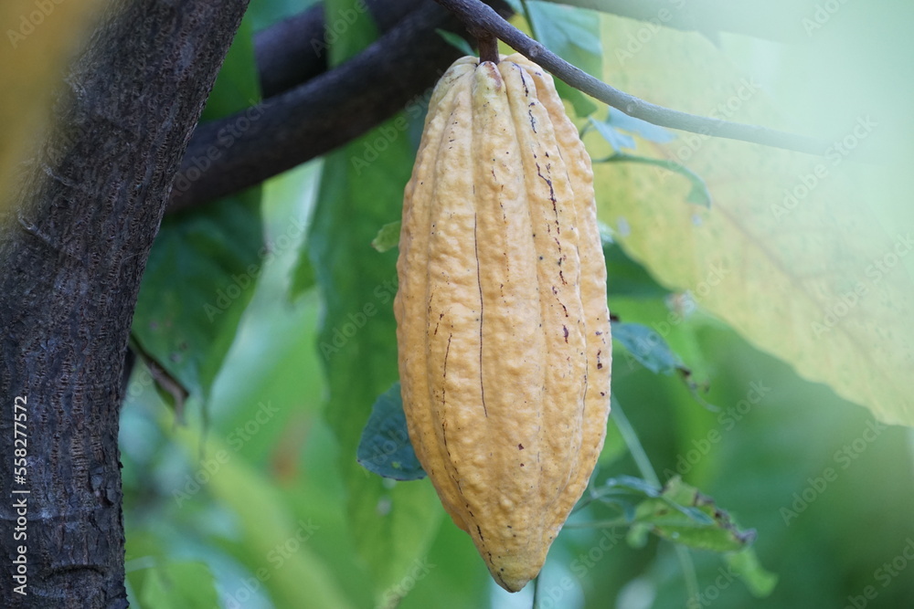 The cacao tree is a plant that can grow and grow well in tropical ...
