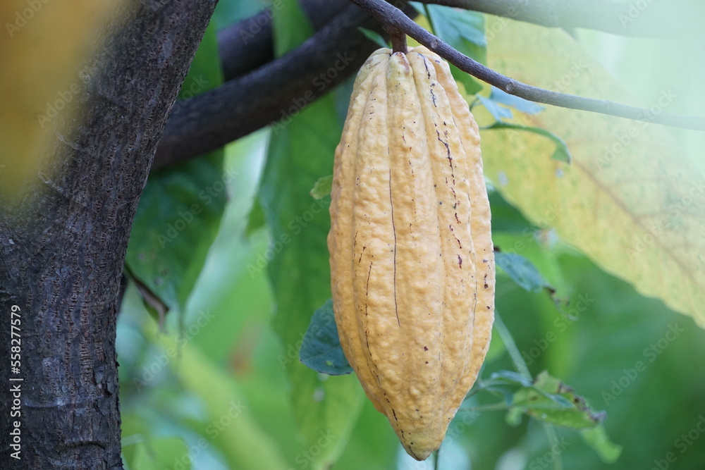 The cacao tree is a plant that can grow and grow well in tropical ...