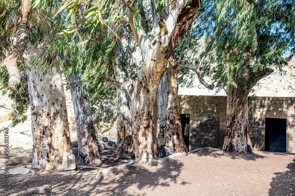 اشجار معمرة في وادي نبي الله موسى عليه السلام - الاردن-Perennial trees ...