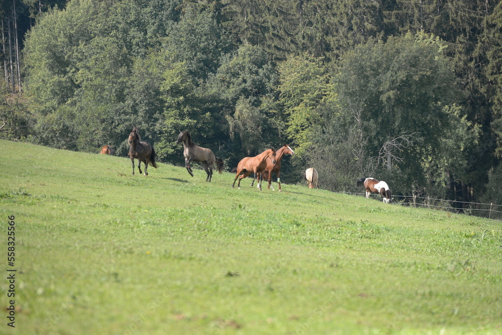 Spaß auf der Pferdeweide. Junge Pferde galoppieren im Sommer über eine ...