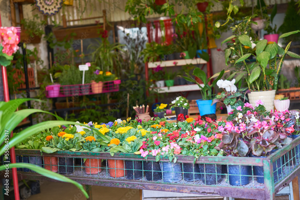 Blumenladen oder Gartencenter mit Blumen Sortiment Stock Photo | Adobe Stock