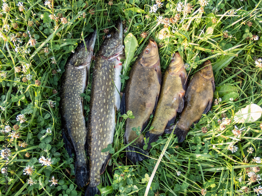 The northern pikes (Esox lucius) and The tench or doctor fish (Tinca ...