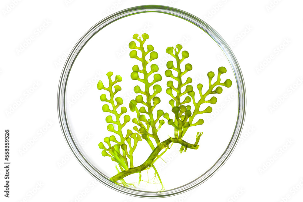 big sea grapes seaweed (Caulerpa racemosa) in culture dish on white ...