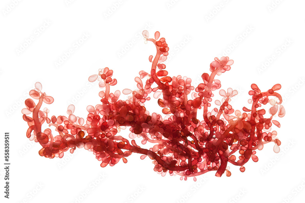 red sea grapes seaweed isolated on white background. Stock Photo ...