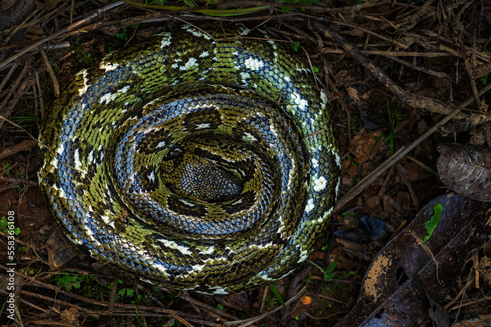 Madagascar Boa - Acrantophis madagascariensis, the largest snake of ...