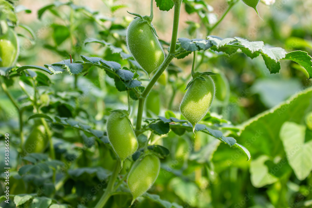 Chickpeas in garden with leaves. Chickpeas plant growing. Stock Photo ...