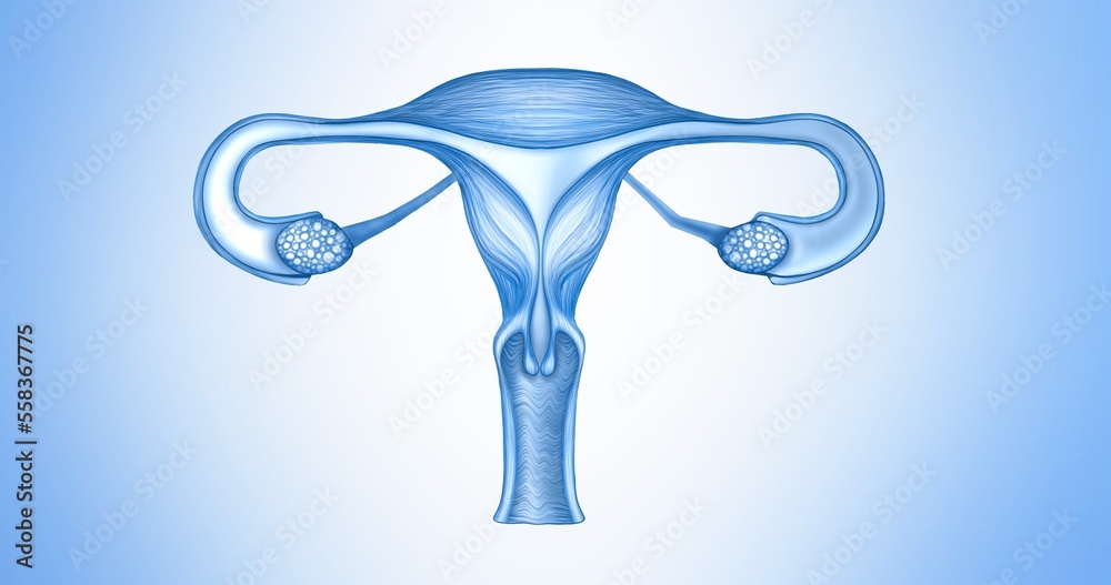 Medical illustration in blue tones of the female reproductive system ...