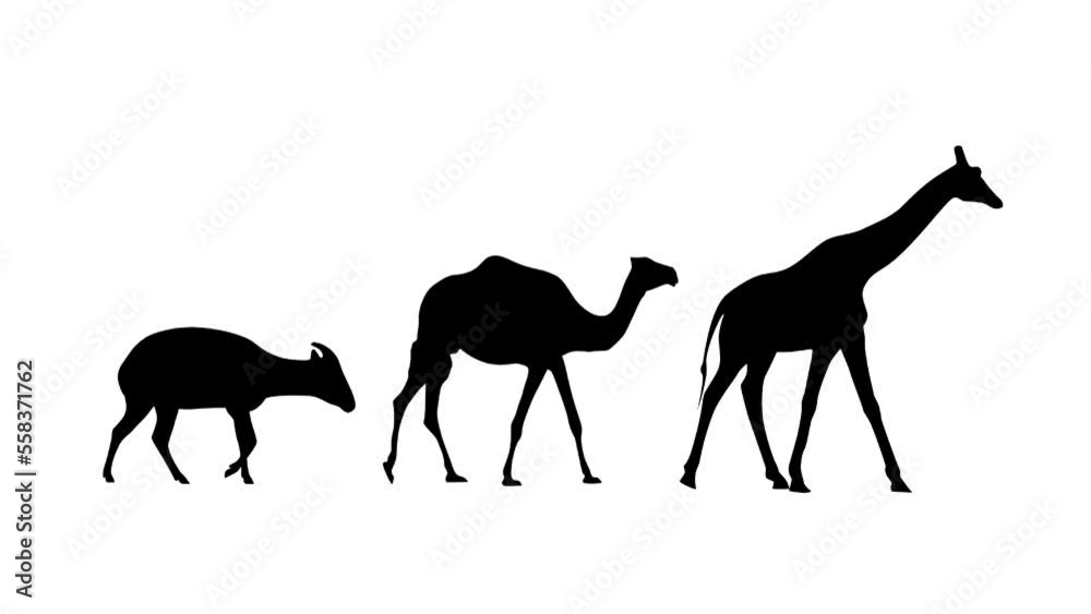 Walking giraffe, camel and bongo antelope: animation on the white ...