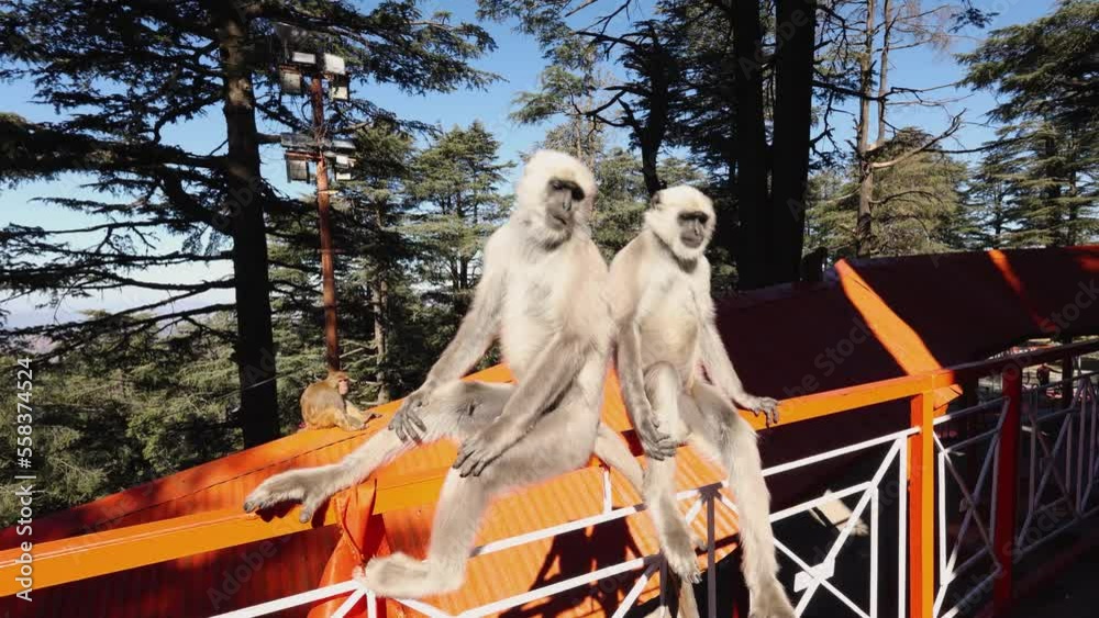 Indian Monkeys langurs near Hanuman Jakhu Statue in Jakhu Temple Shimla ...