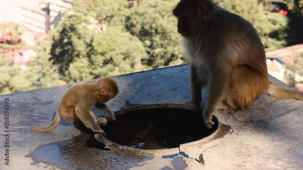 Indian Monkeys baby drinking water near Hanuman Jakhu Statue in Jakhu ...