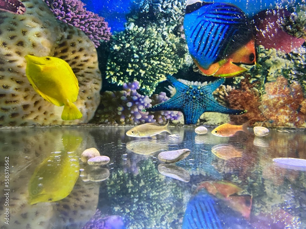 Beautiful aquarium and aquatic life background filled with cichlid fish ...