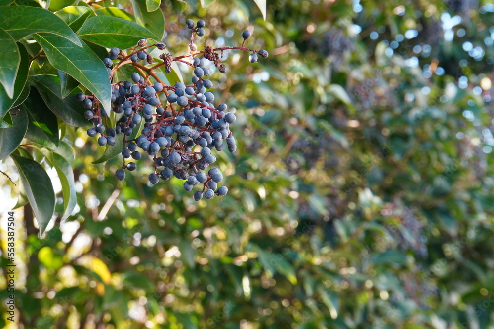 Japanese Privet Tree Berries