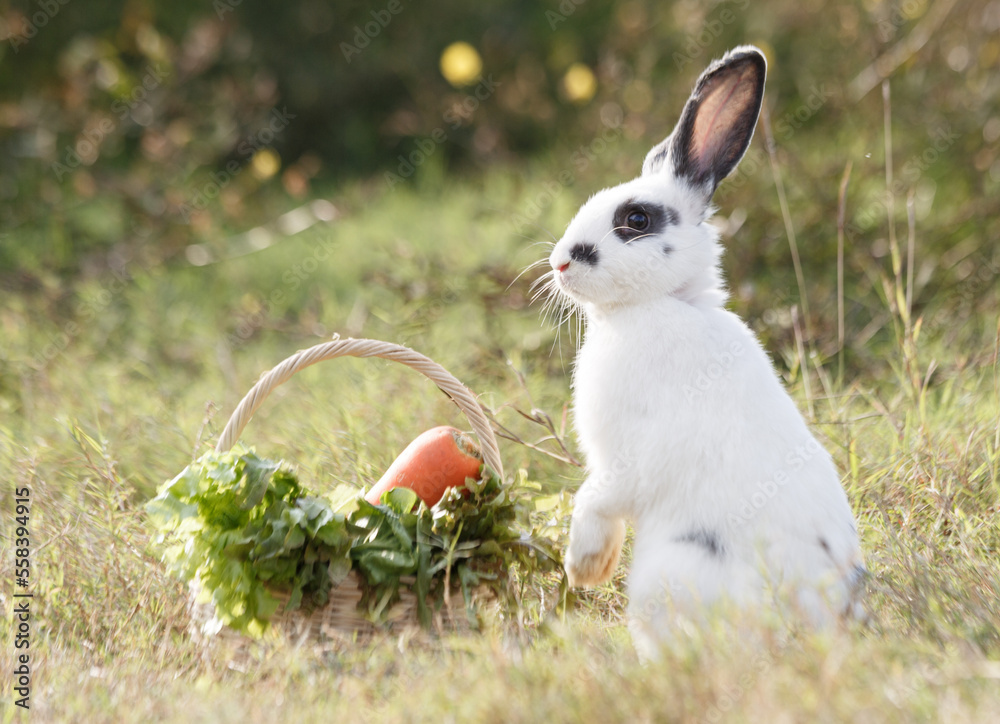 Cute little white rabbit on colorful flowers. On the green grass and ...