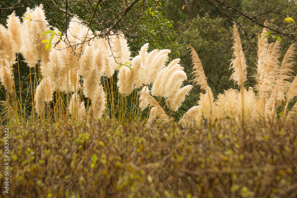 Foto de Capim dos Pampas usado para decoração. Capim ornamental ...