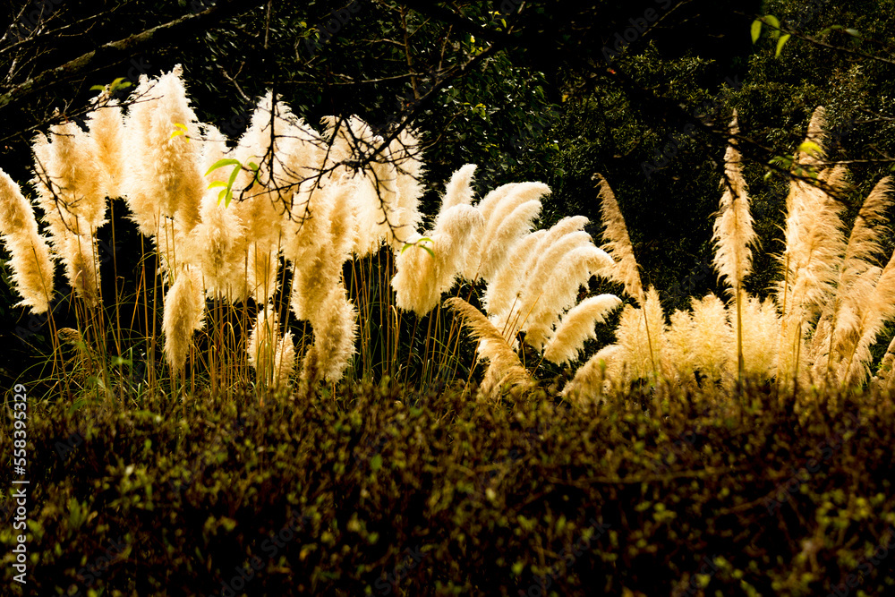 Capim dos Pampas usado para decoração. Capim ornamental tendência para ...