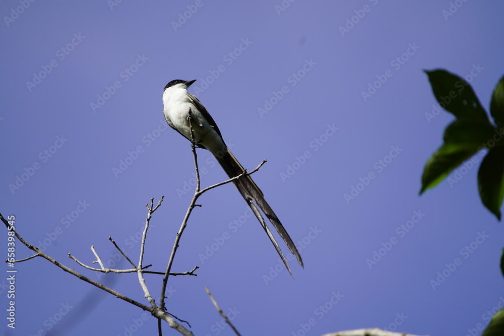 The fork-tailed flycatcher (Tyrannus savana) is a passerine bird of the ...