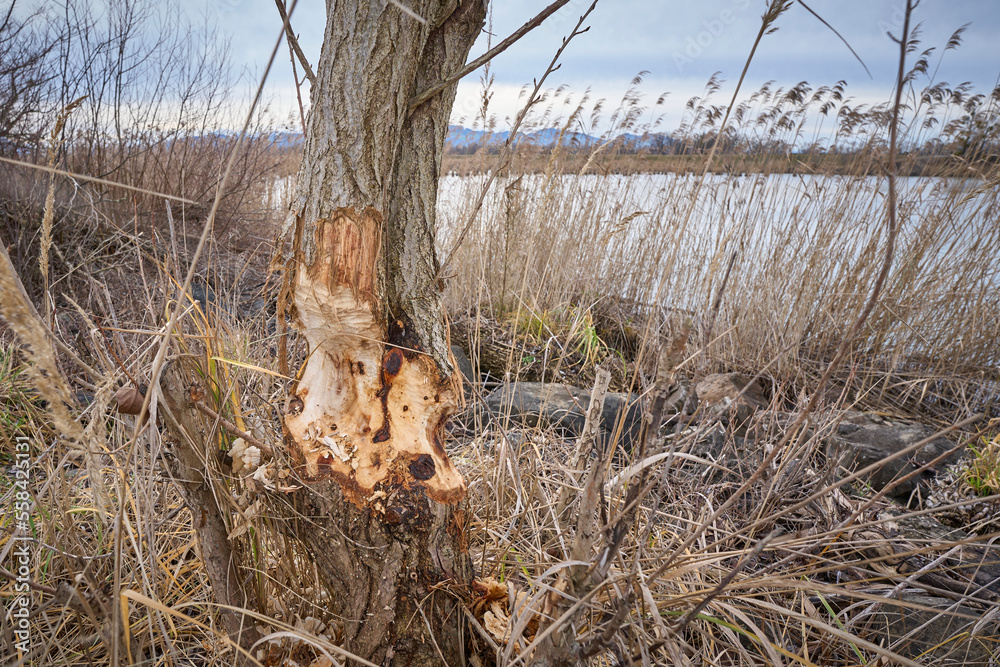 Trees gnawed on and dammaged by beavers in the Rhine Delta at lake of ...