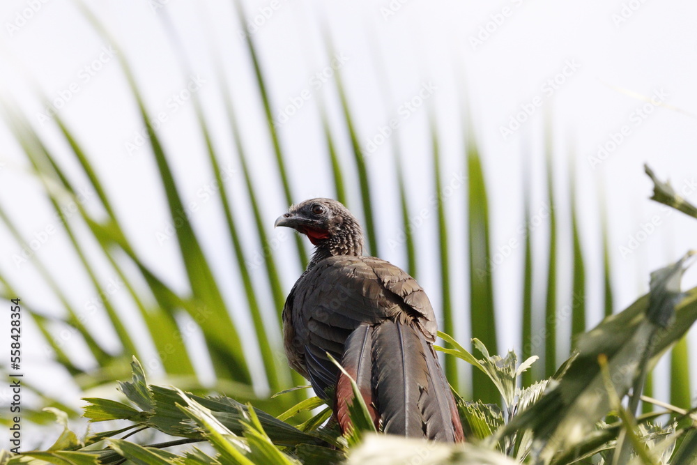 Poster Ortalis Columbiana. Mas conocida como Chachalaca o Guacharacas ...